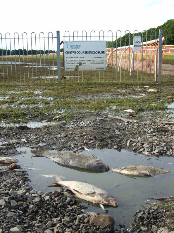 Massive fish rescue at Worcester – Total Fishing