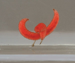 Floating Maggots – Total Fishing