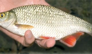 All About Fishing With A Stick Float – Total Fishing