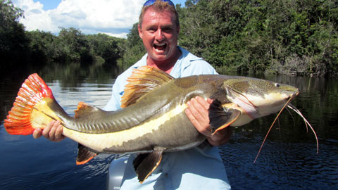 Rainforest Catfish