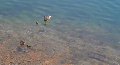 Amazing Video: Pike Takes Duck – Total Fishing