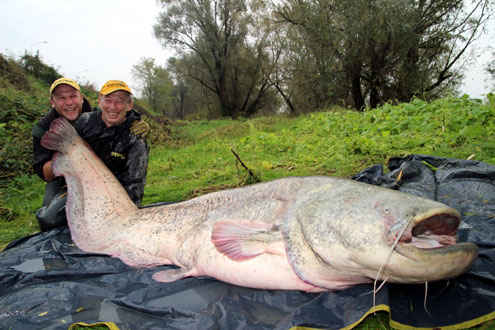 100kg Catfish from The River Po Italy – Total Fishing