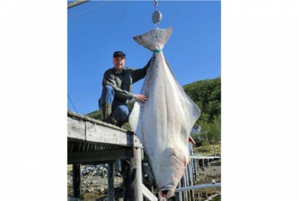 427lb Halibut Caught In The Barents Sea Is Over IGFA Record – Total Fishing