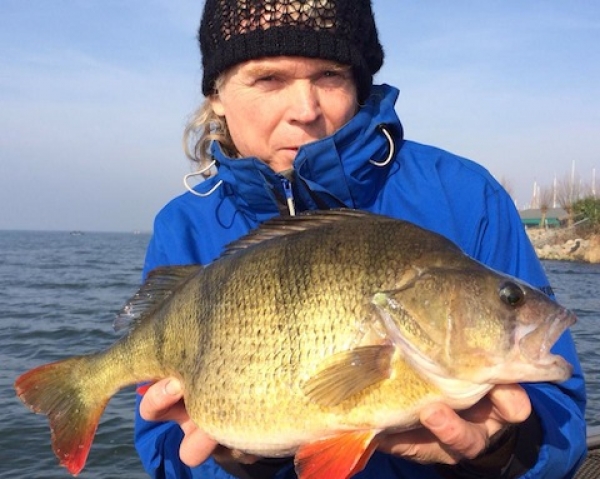 World Record Yellow Perch