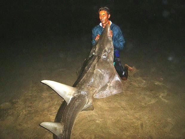 Angler doubles world guitar fish record with 275lb giant – Total Fishing