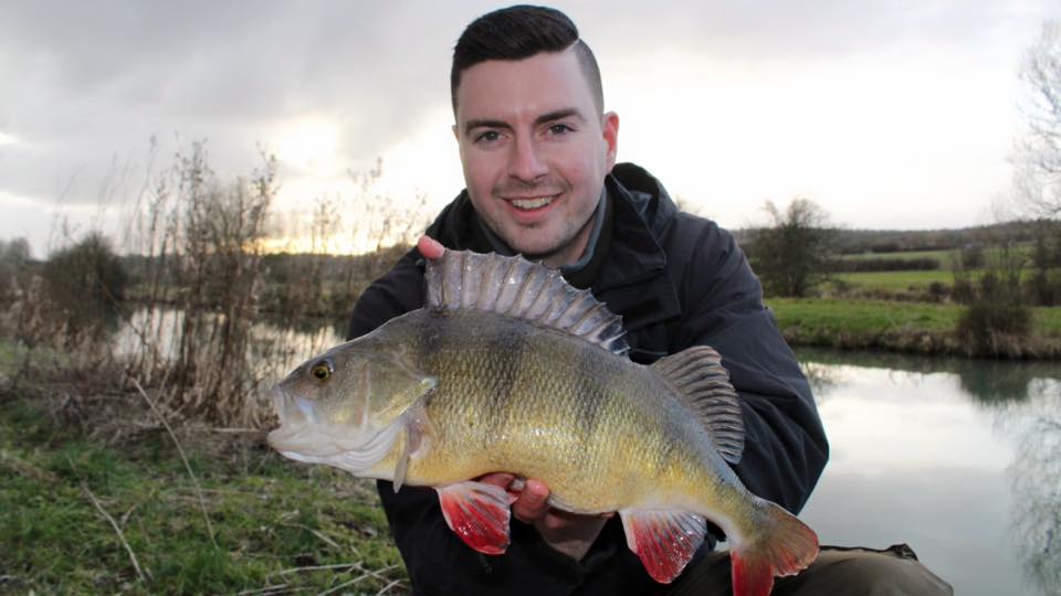 James cracks the canal perch population – Total Fishing
