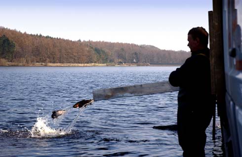 10,000 rainbow trout for Washburn Valley fishery – Total Fishing