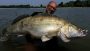 World Record Zander From Italy – Total Fishing