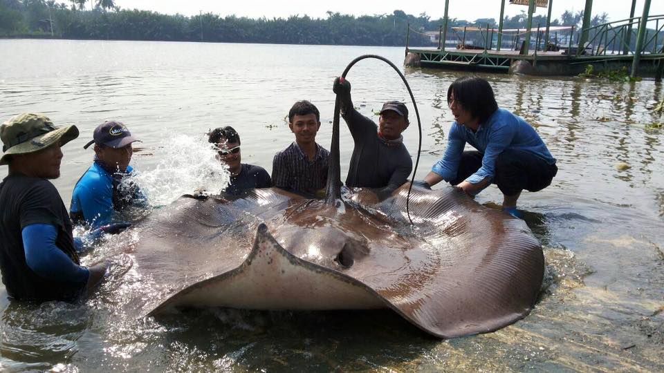 Jakub Wagner: In Search of Giant Stingray – Total Fishing