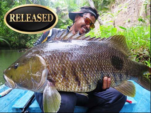 Freshwater snapper world record – Total Fishing