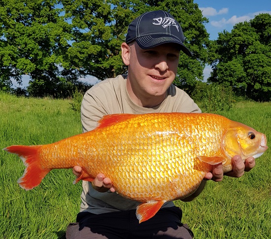 Three new British records ratified: Spurdog, white sea bream, golden ...